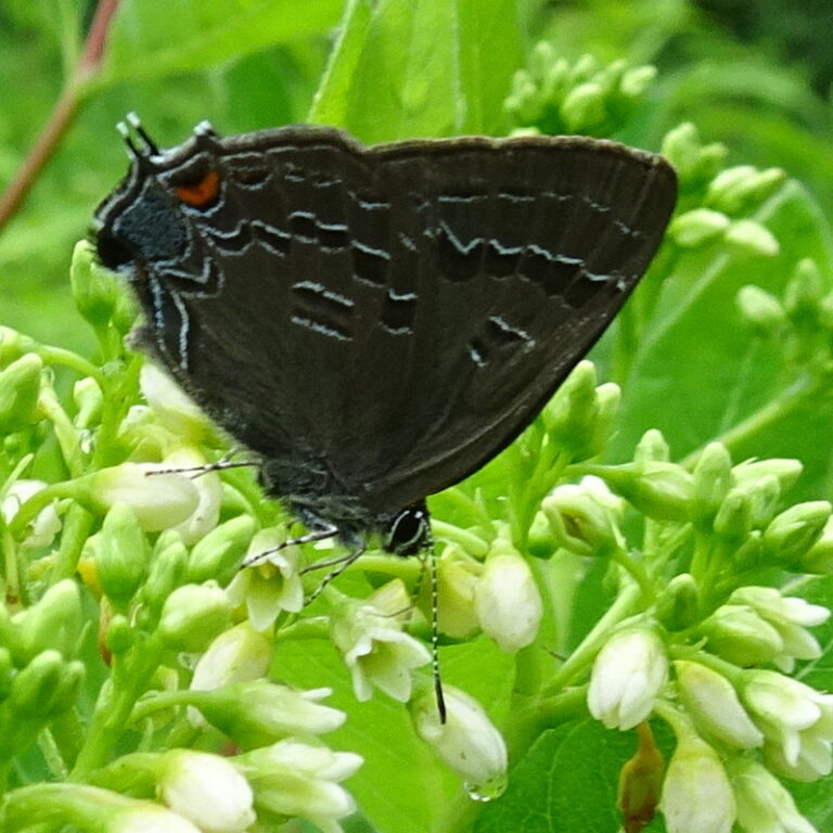 Bountiful Butterflies to Fill Your Soul with Joy - Elaine Mansfield
